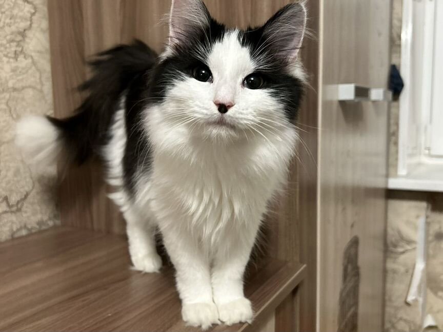 Кошка Алиса в добрые руки