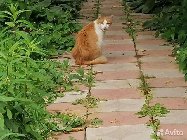 Кошечка в добрые руки