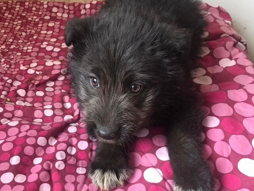 Щенок мальчик