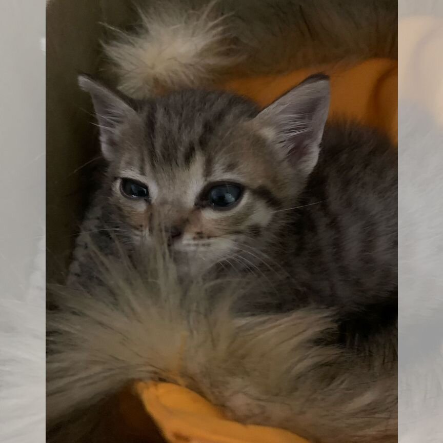 Котёнок в добрые руки