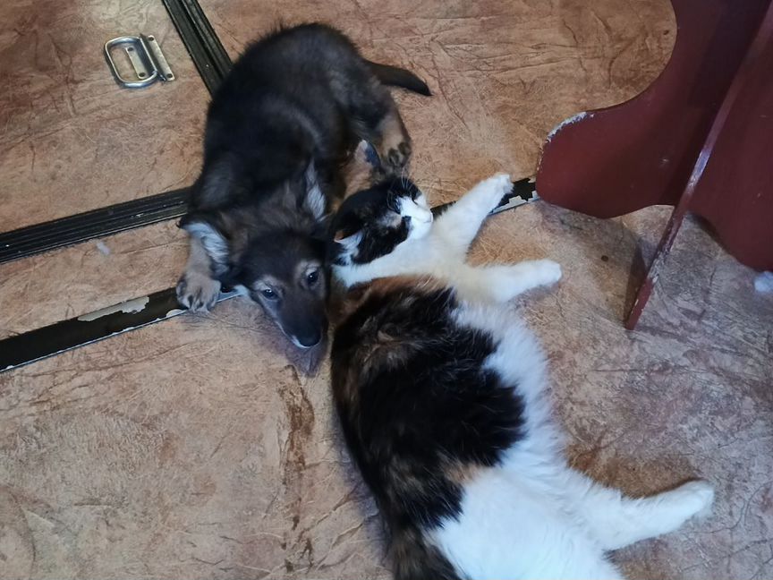 Веселые охранники и преданные друзья