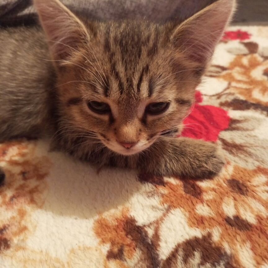 Домашние животные котята бесплатно