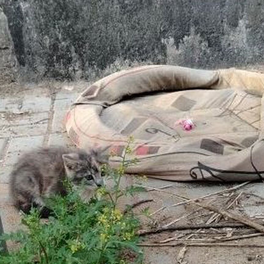 Котёнок в добрые руки