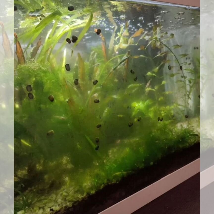 Теодоксус улитка