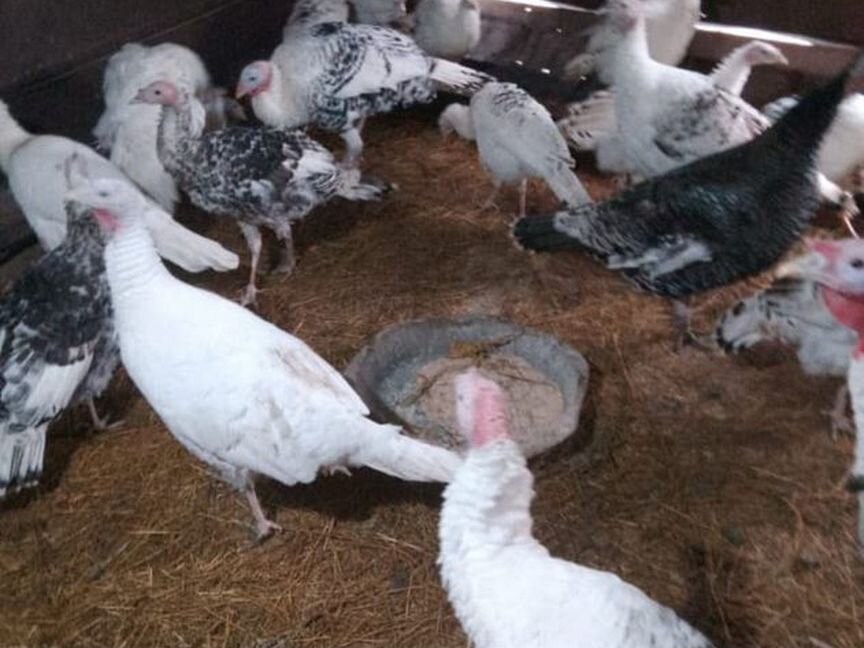 Индюки на племя