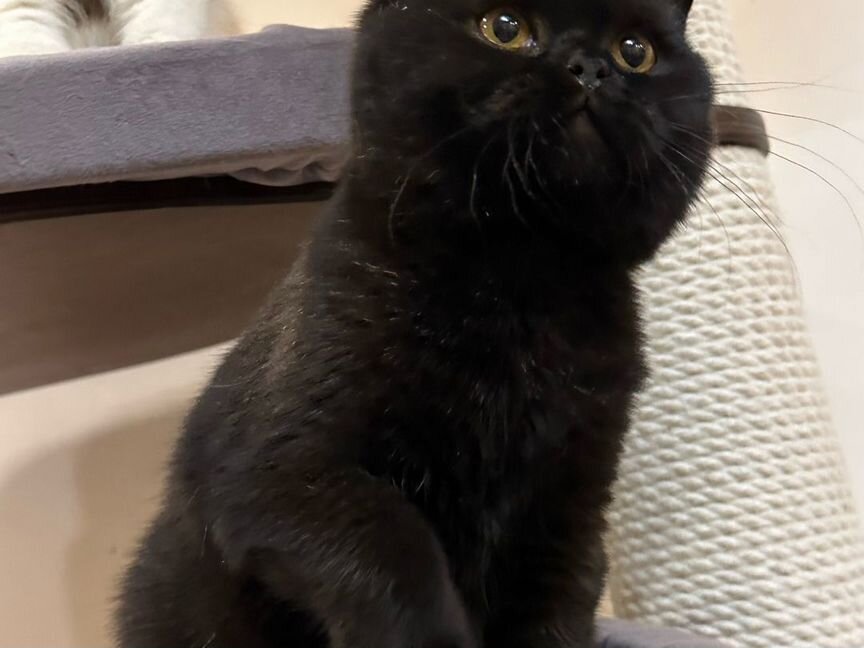 Шикарный Британский кот