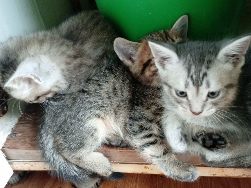 Кошка