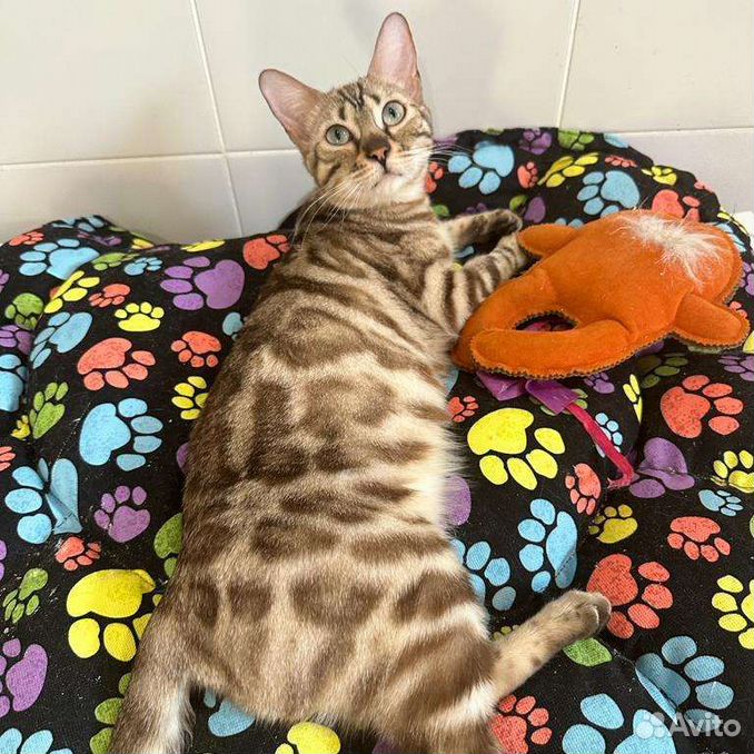 Бенгальская кошечка минк с плем.правами WCF