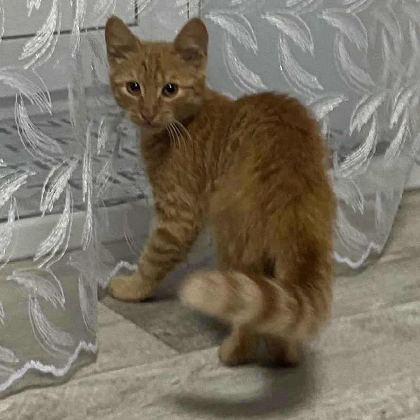 Котята мейн-кун в добрые руки мальчик