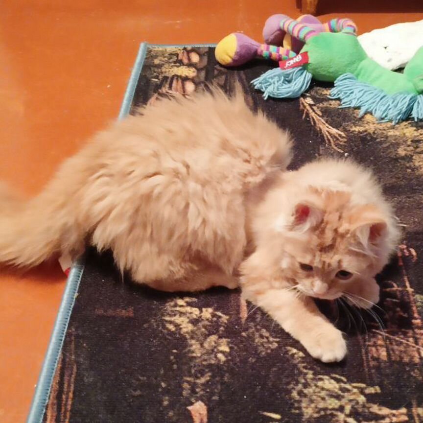 Сибирский котёнок