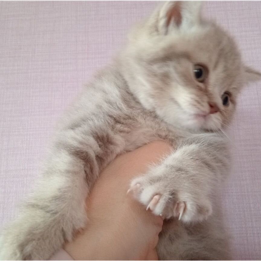 Шотландский вислоухий котенок (мальчик)