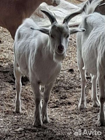 Козел зааненский