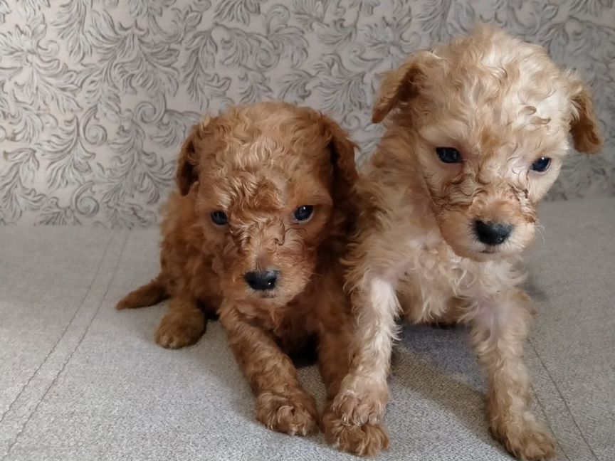 Той-пудели мальчики