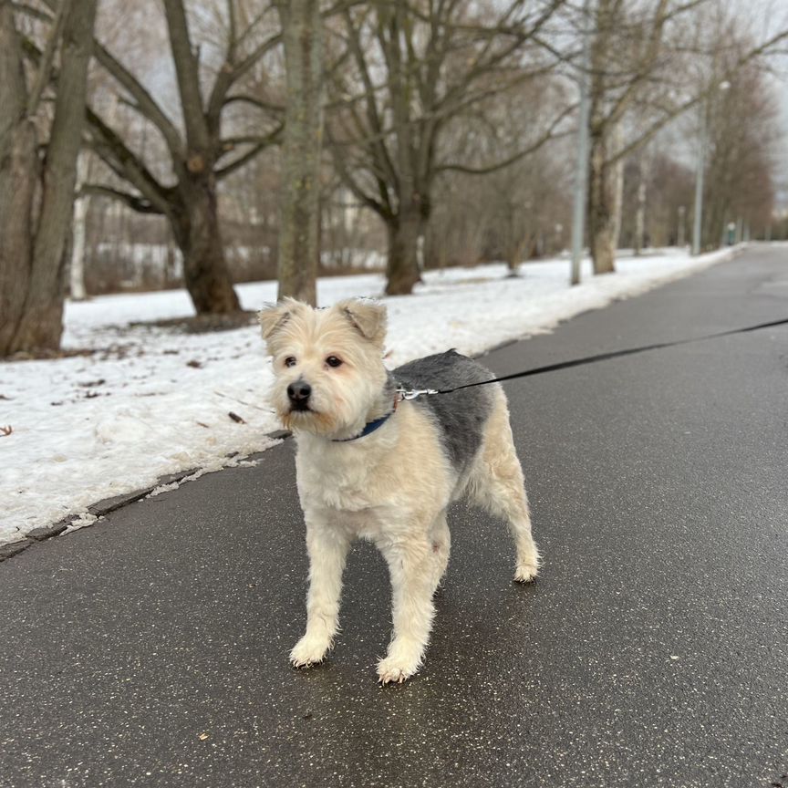 Собака в добрые руки