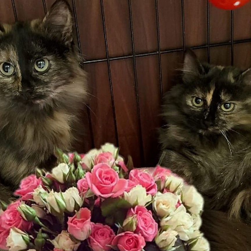 Девчушки пушистики в добрые ручки