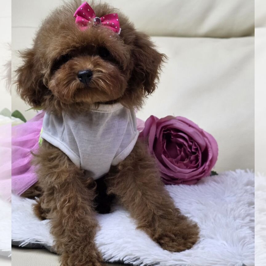 Той-пудель, щенок