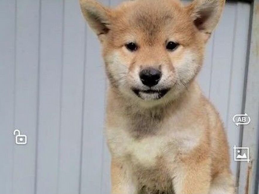 Сиба ину. Мальчишка. РКФ