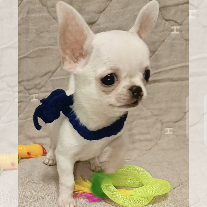 Чихуахуа, щенок