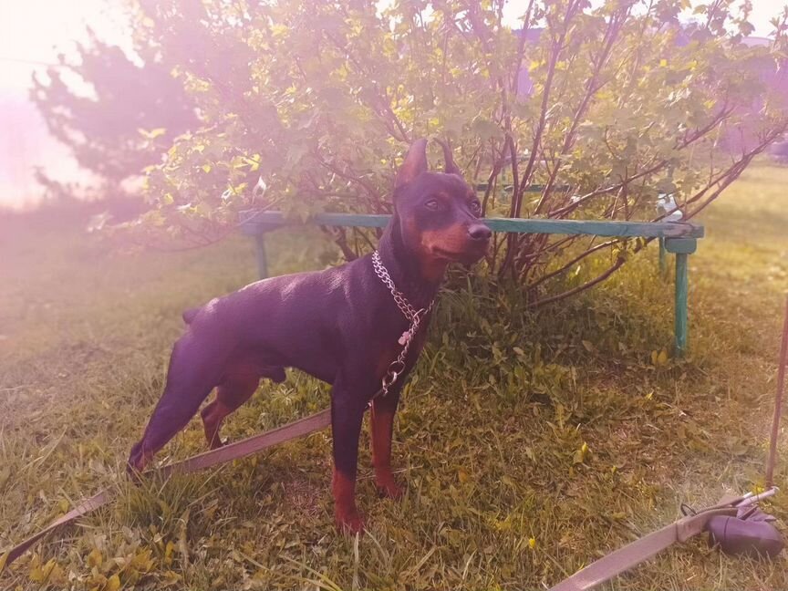 Вязка цвергпинчер