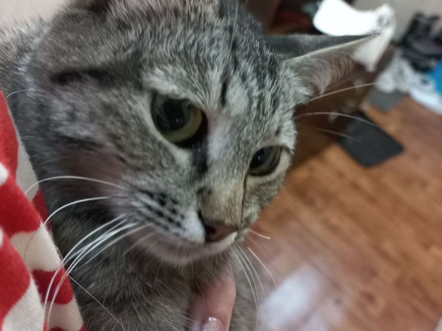 Кошка