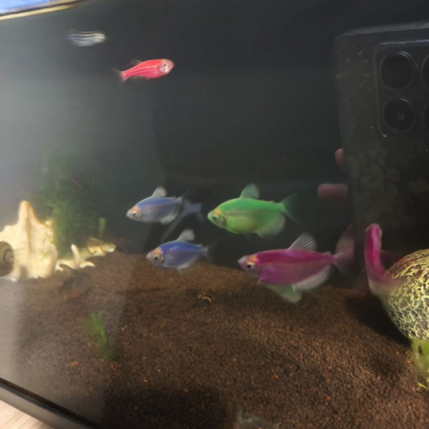 Рыбки Тернеции 6 шт Бронь до 11.02 до 19 часов