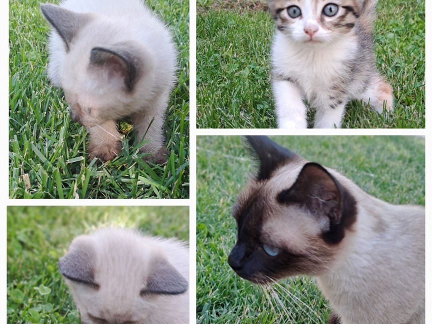 Тайские котята