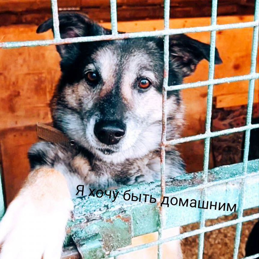 Он тянет лапку именно к тебе