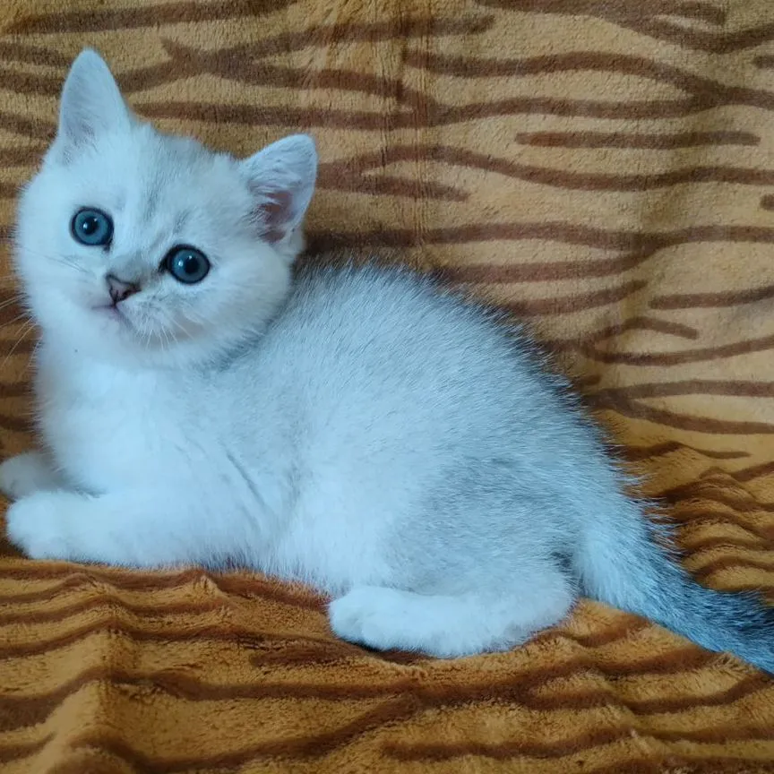 Шотландская Серебристая шиншилла