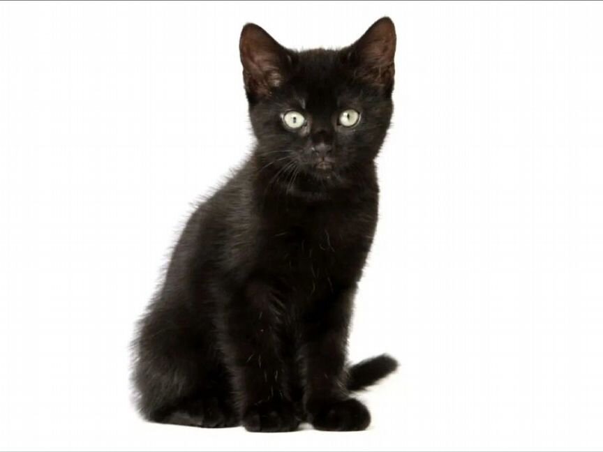 Умничка девочка черный котенок