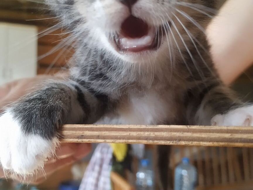 Котята от мышеловки