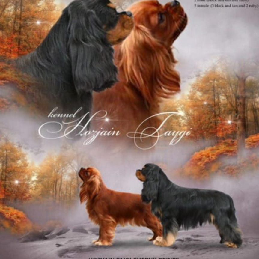 Кавалер кинг чарльз спаниель