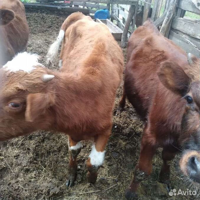 Бычки и телки