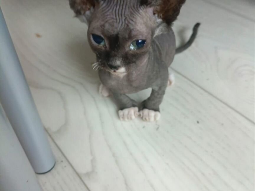 Котёнок сфинкса
