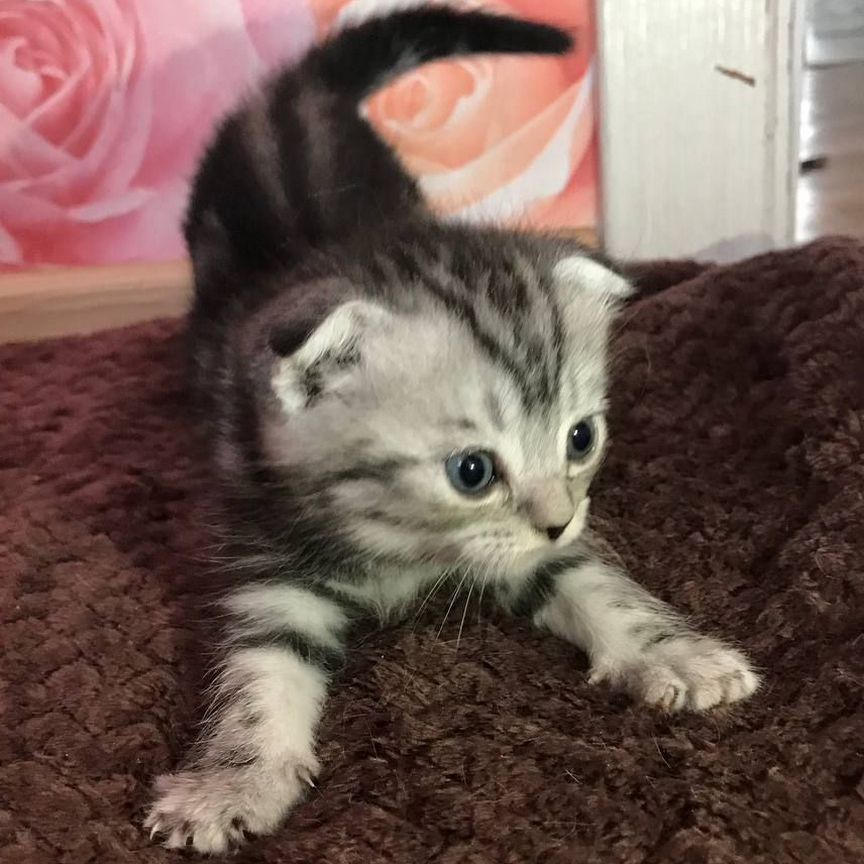 Шотландская мраморная