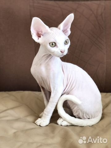 Котенок Девон Рекс