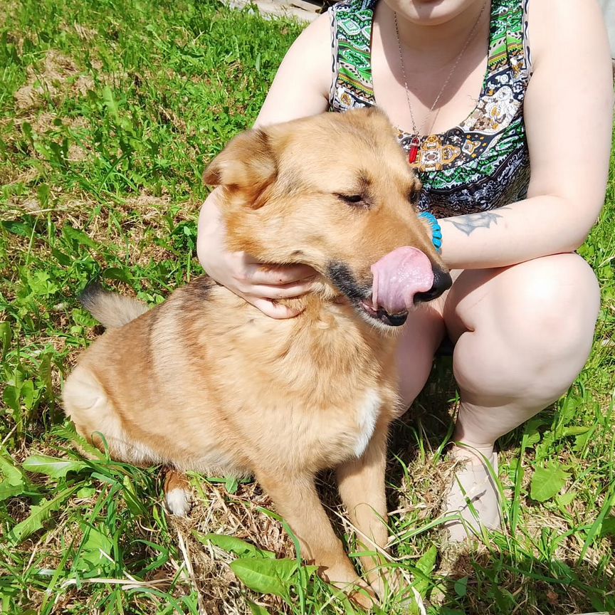 Собачка ищет дом