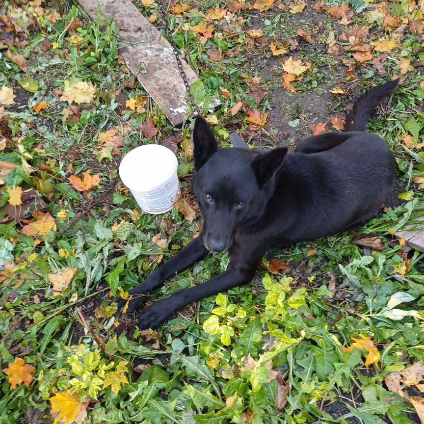 Собака в добрые руки отдам бесплатно