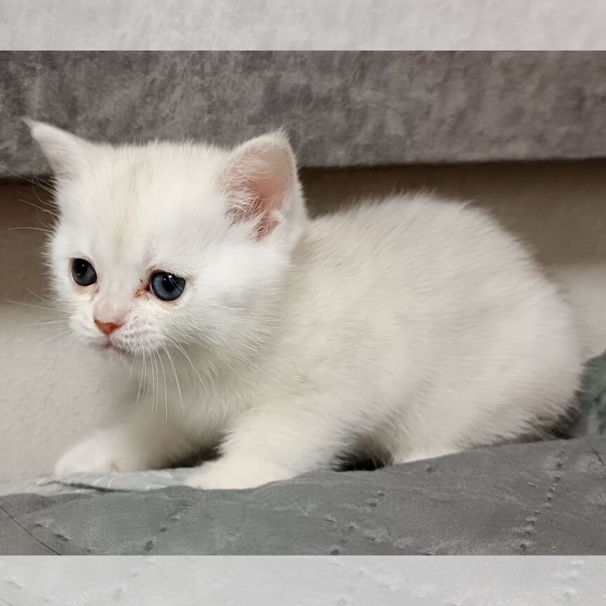 Шотландский прямоухий короткошёрстный котёнок