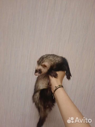 Хорек фретка домашний