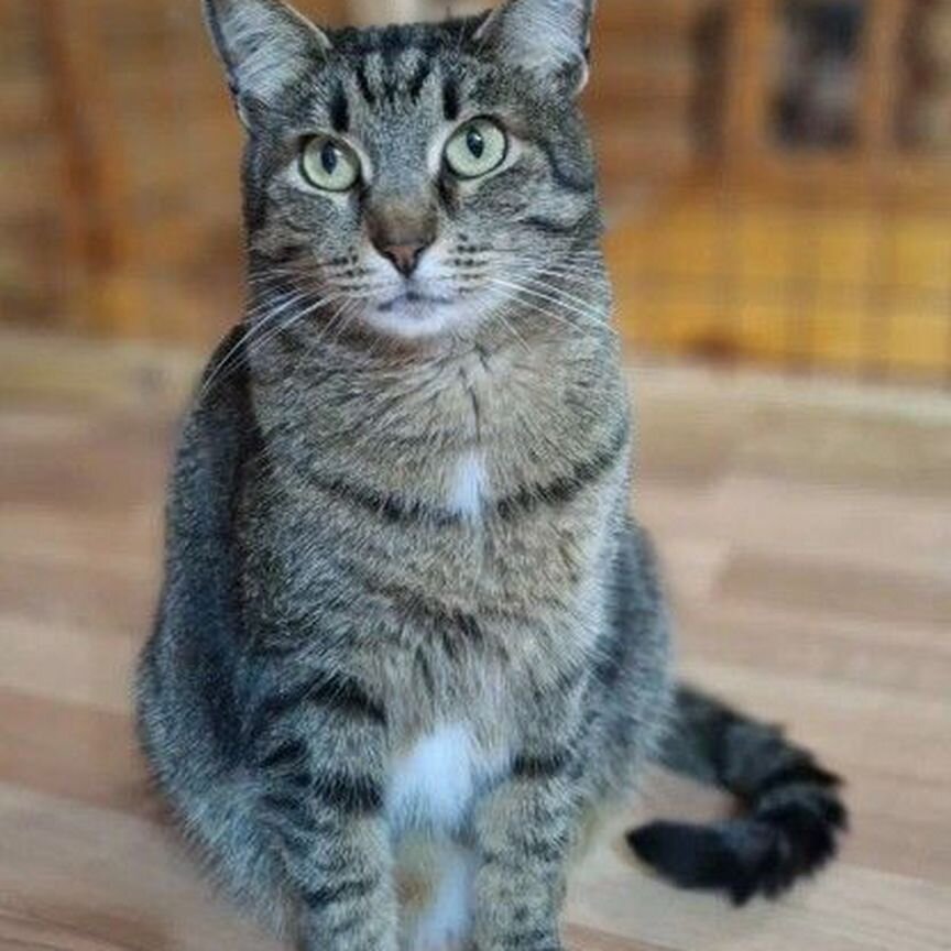 Невероятная Чупа ждёт самых лучших хозяев