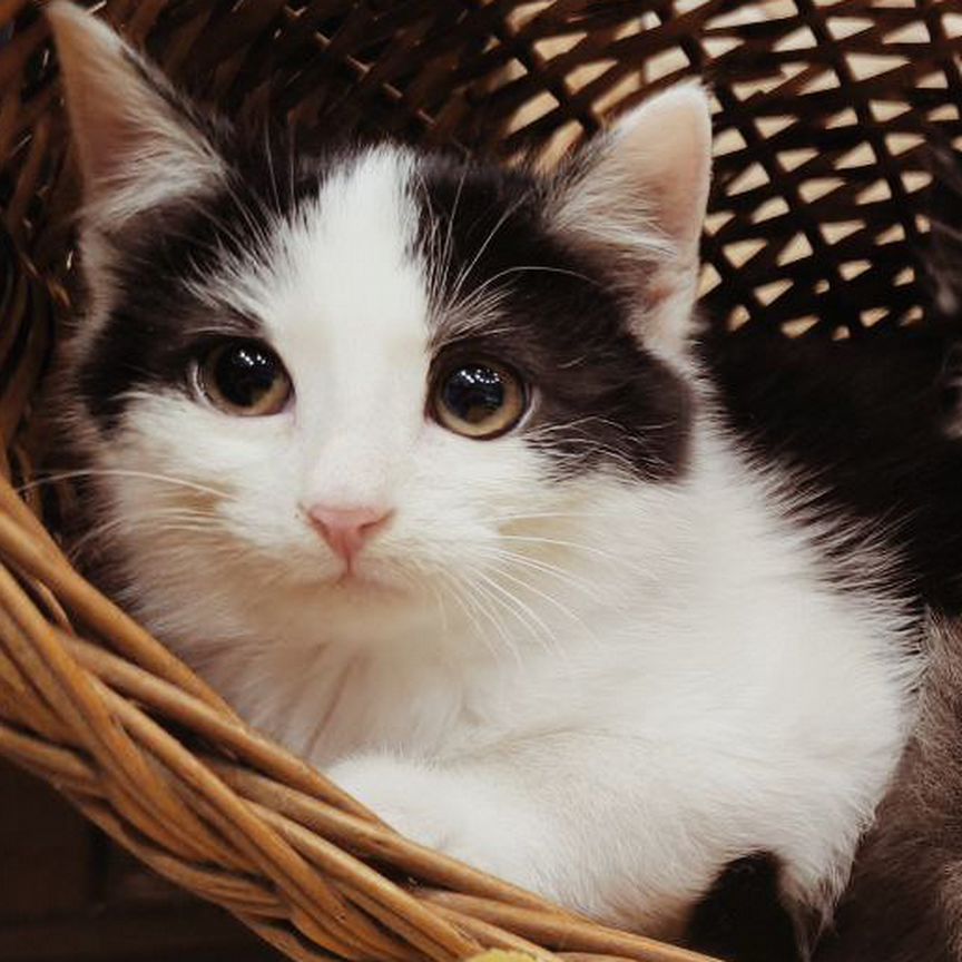 Европейский короткошёрстный котёнок