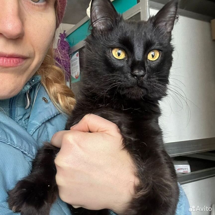 Котик Гуталин ждет вас в приюте