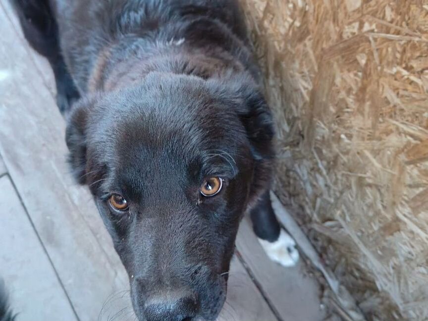 Отдам в добрые руки 2 щенков (кабели)