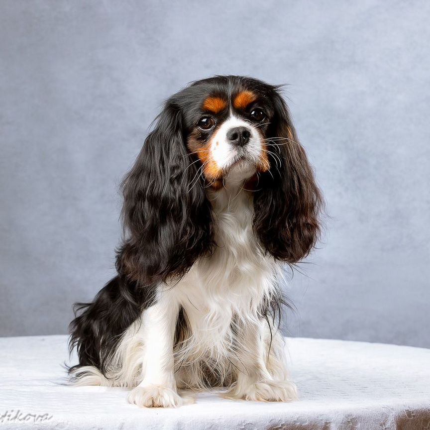 Кавалер Кинг Чарльз Спаниель. Кобель, вязка
