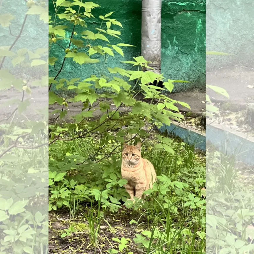 Рыжий котик ищет дом
