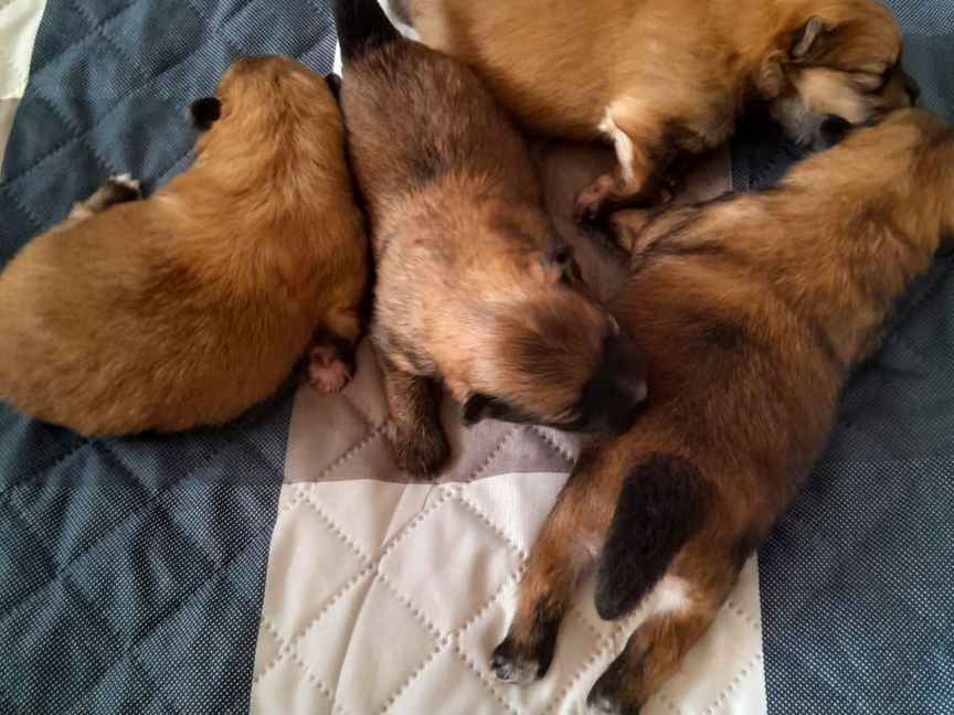 Щенки шпица. бронирование