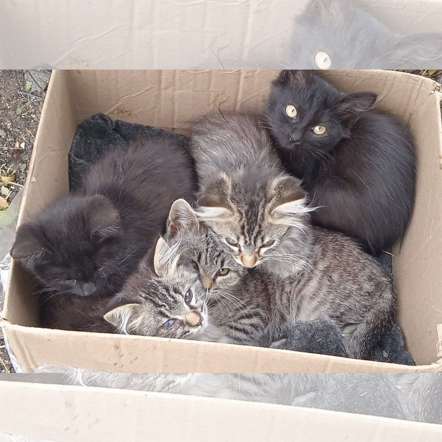 Котята в добрые руки даром