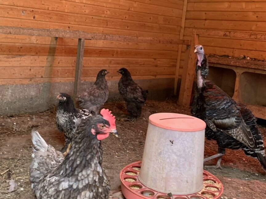 Куры брамаи и кохинхины