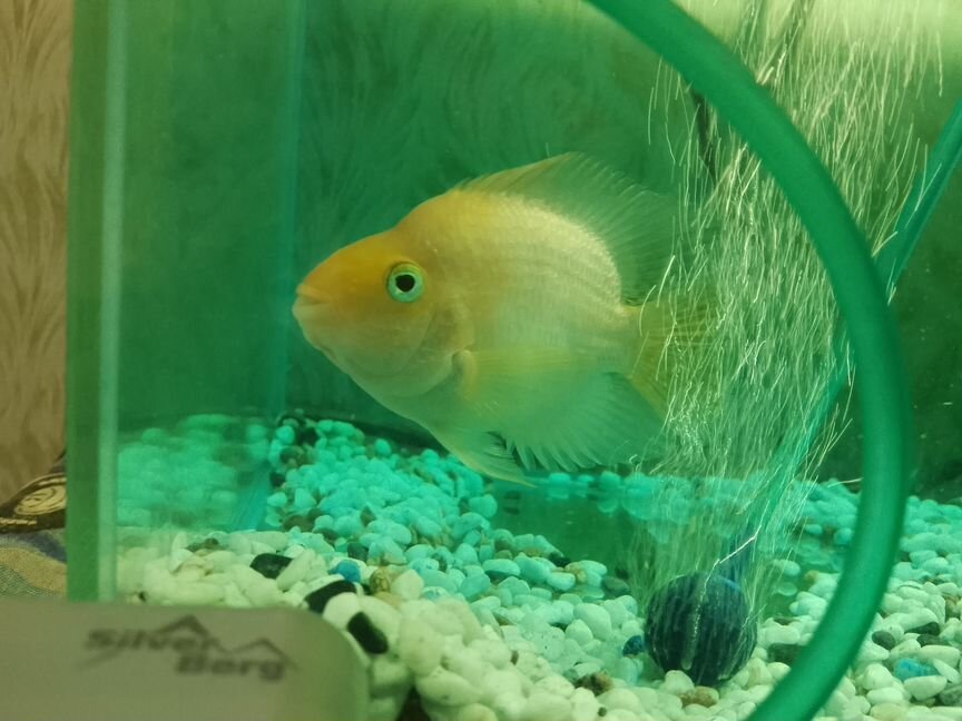 Рыбка Попугай