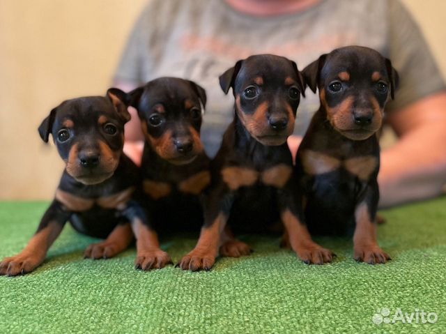 Щенки цвергпинчера питомник Тень Луны